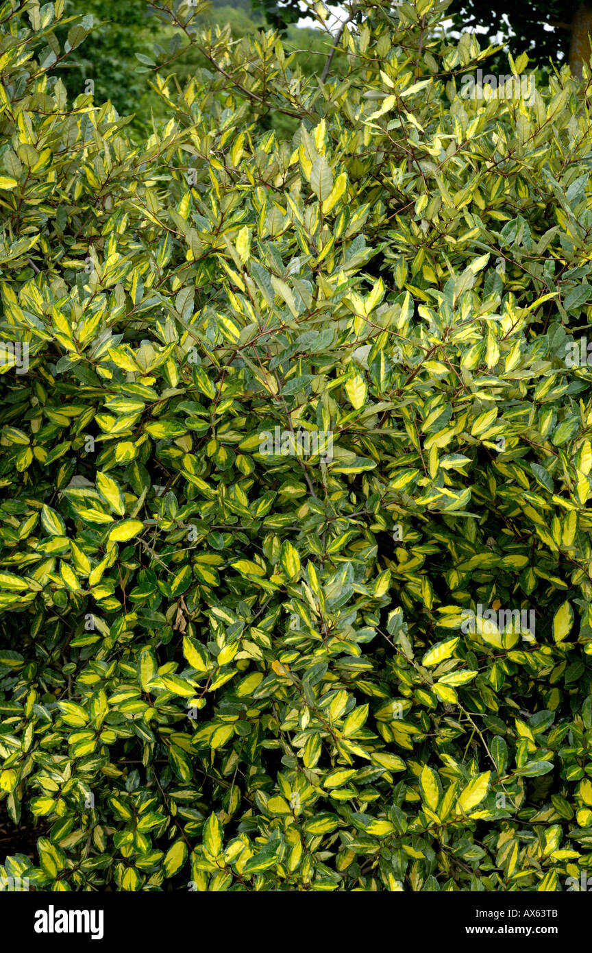 Silverthorn High Resolution Stock Photography and Images - Alamy