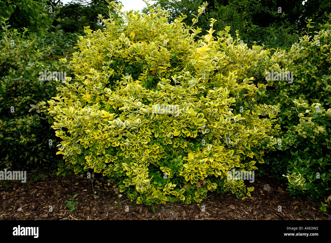 Wintercreeper Euonymus Stock Photo - Alamy