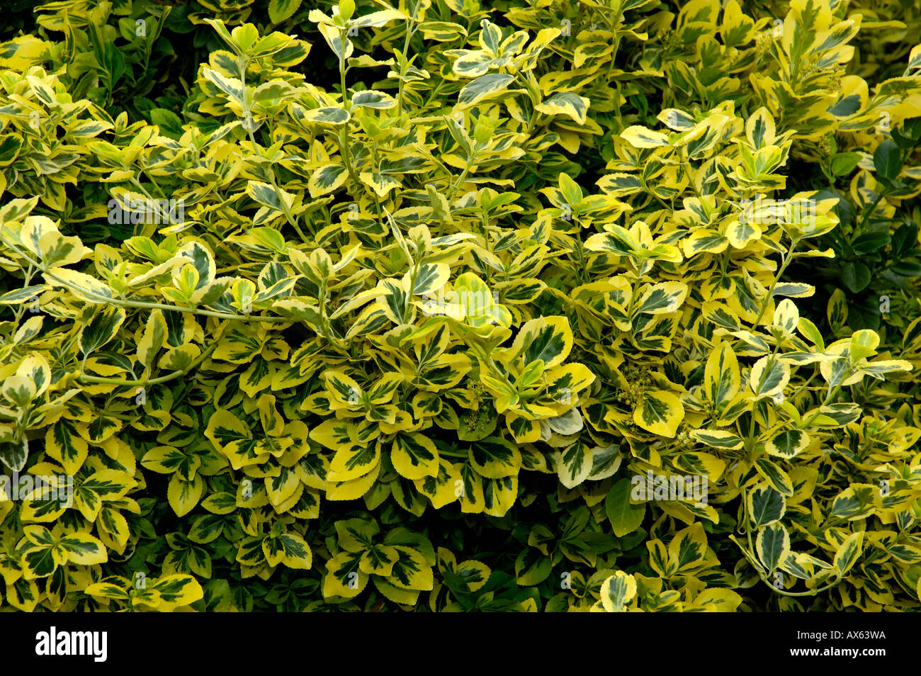 Wintercreeper Euonymus Stock Photo - Alamy