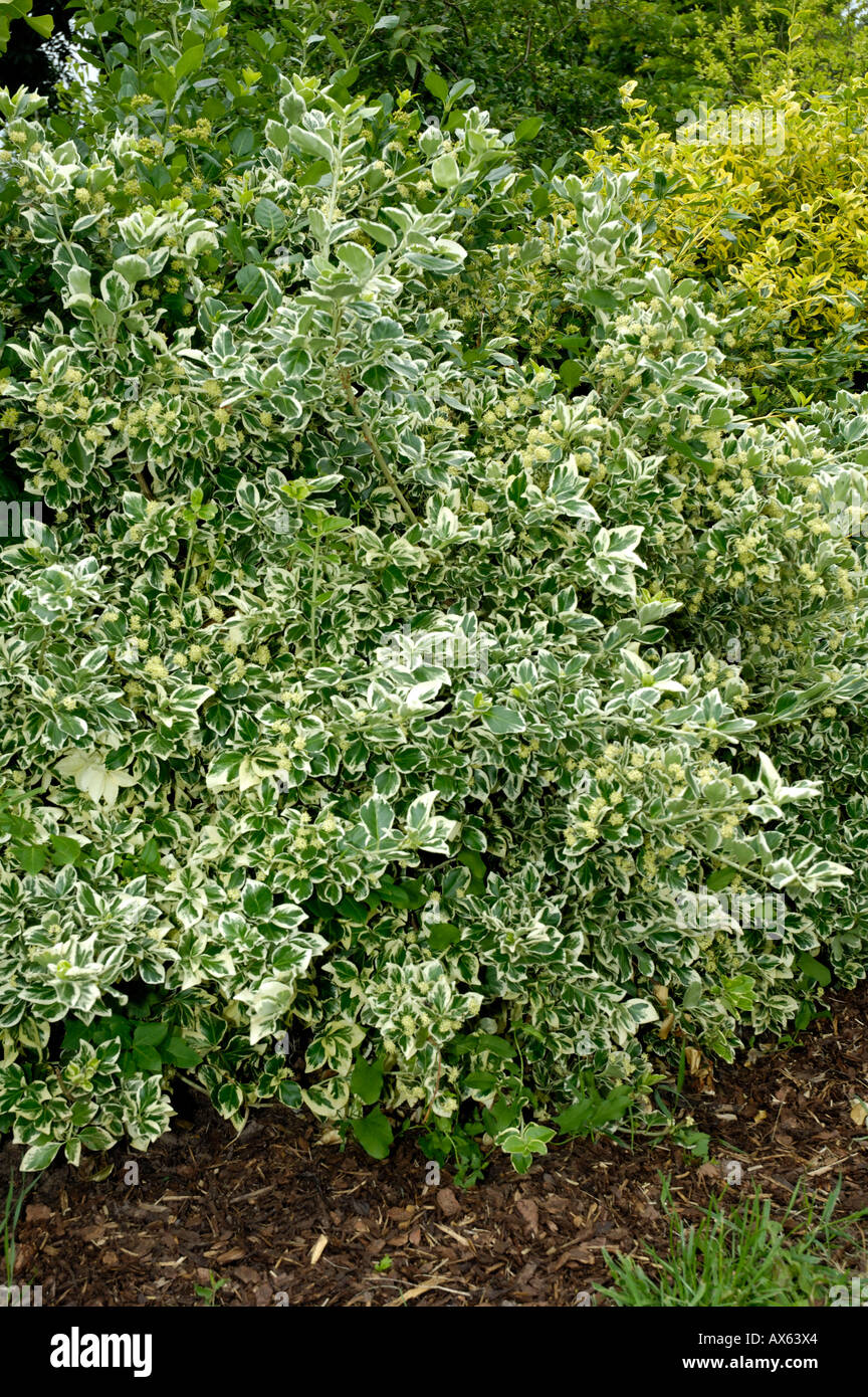 Wintercreeper Euonymus Stock Photo - Alamy