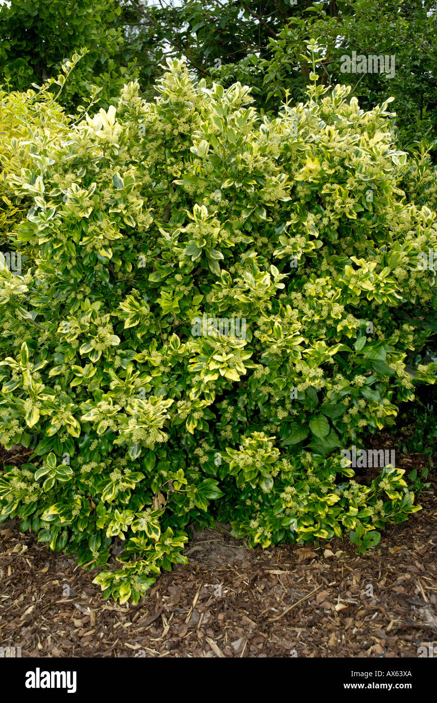 Wintercreeper Euonymus Stock Photo - Alamy