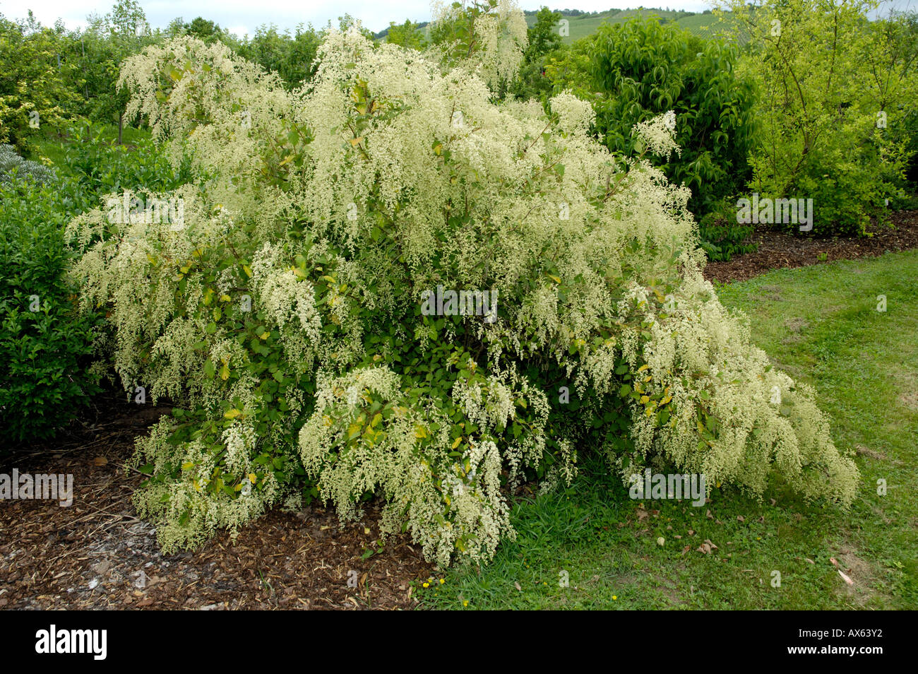 Cream Bush High Resolution Stock Photography and Images - Alamy