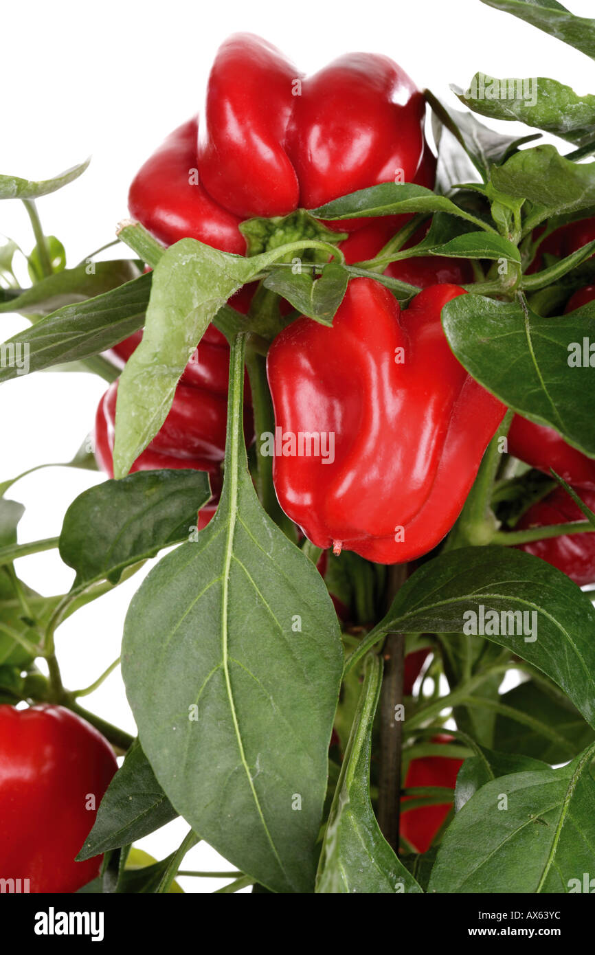 Capsicum bell pepper capsicum annuum hi-res stock photography and ...
