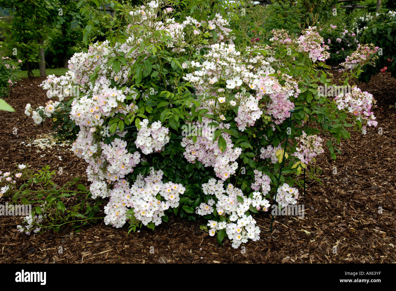Shrub Rose Stock Photo - Alamy