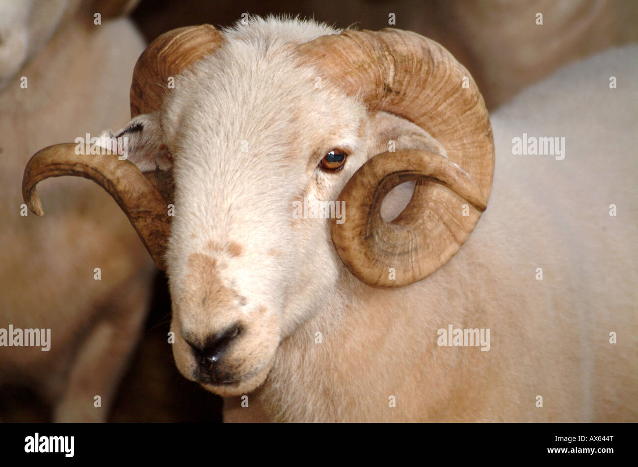 Ram horns hi-res stock photography and images - Alamy