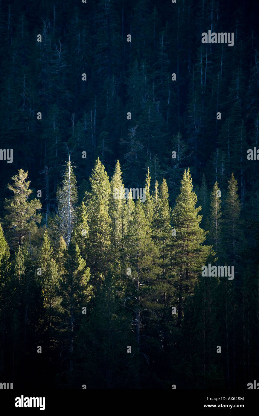 Scenic image of evergreen trees Stock Photo - Alamy