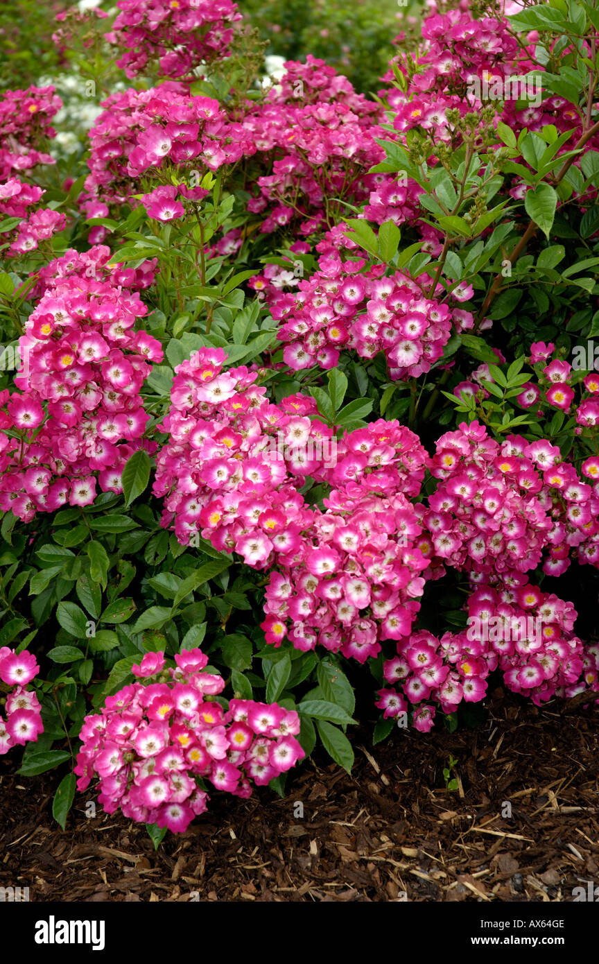 Upright shrub rose hi-res stock photography and images - Alamy