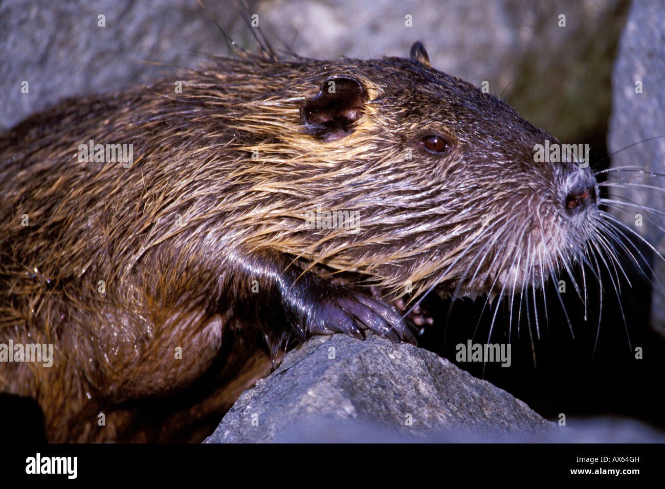Nutria Myocastor coypus Stock Photo - Alamy