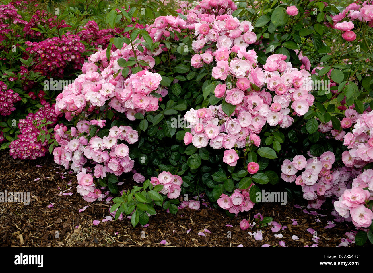 Shrub Rose Stock Photo - Alamy