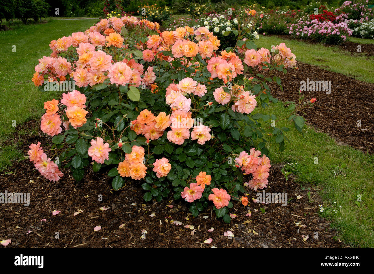 Shrub Rose Stock Photo - Alamy