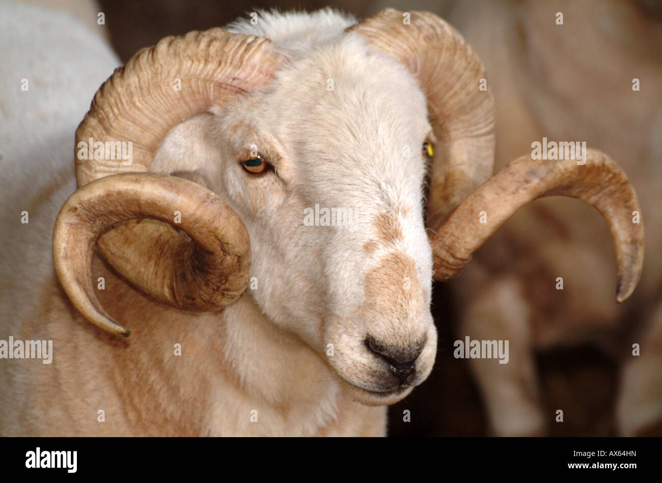 Ram horns hi-res stock photography and images - Alamy
