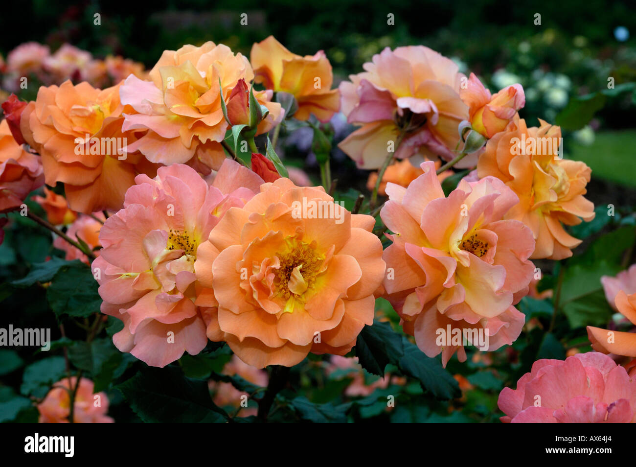 Shrub Rose Stock Photo - Alamy