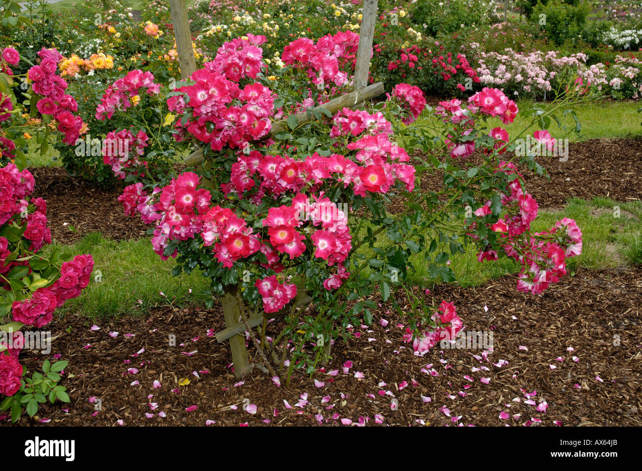 Climbing Rose Stock Photo - Alamy