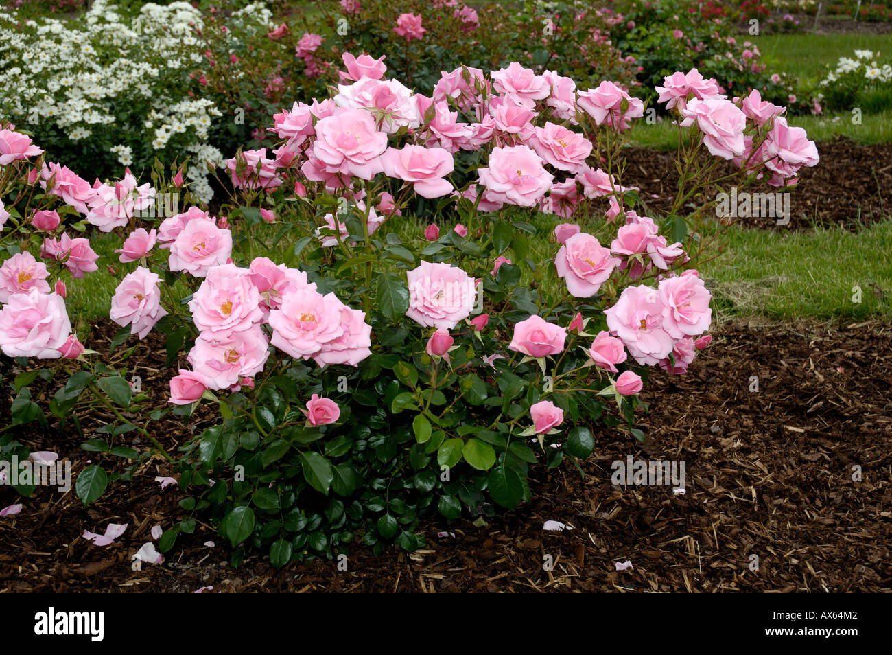 Shrub Rose Stock Photo - Alamy
