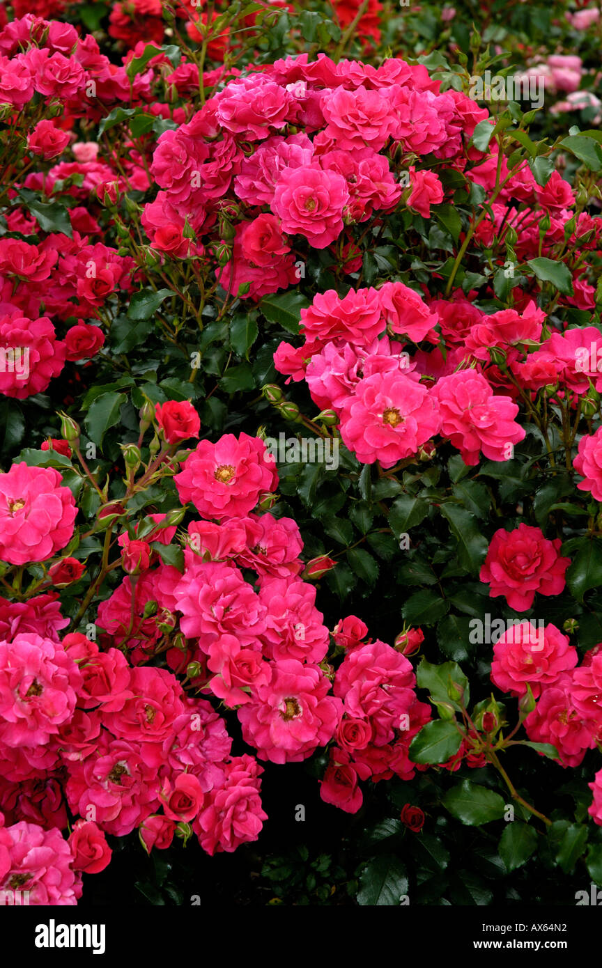 Upright shrub rose hi-res stock photography and images - Alamy