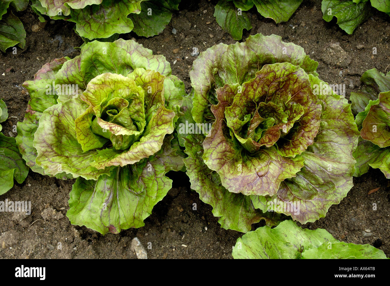 Common Cichory Stock Photo - Alamy