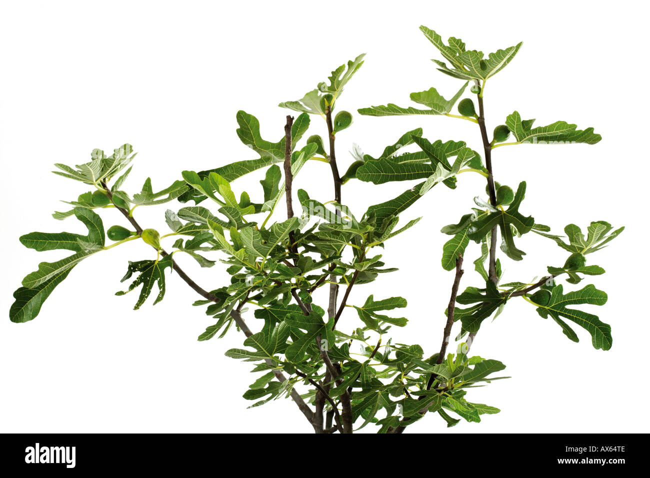 Fig fig hi-res stock photography and images - Alamy
