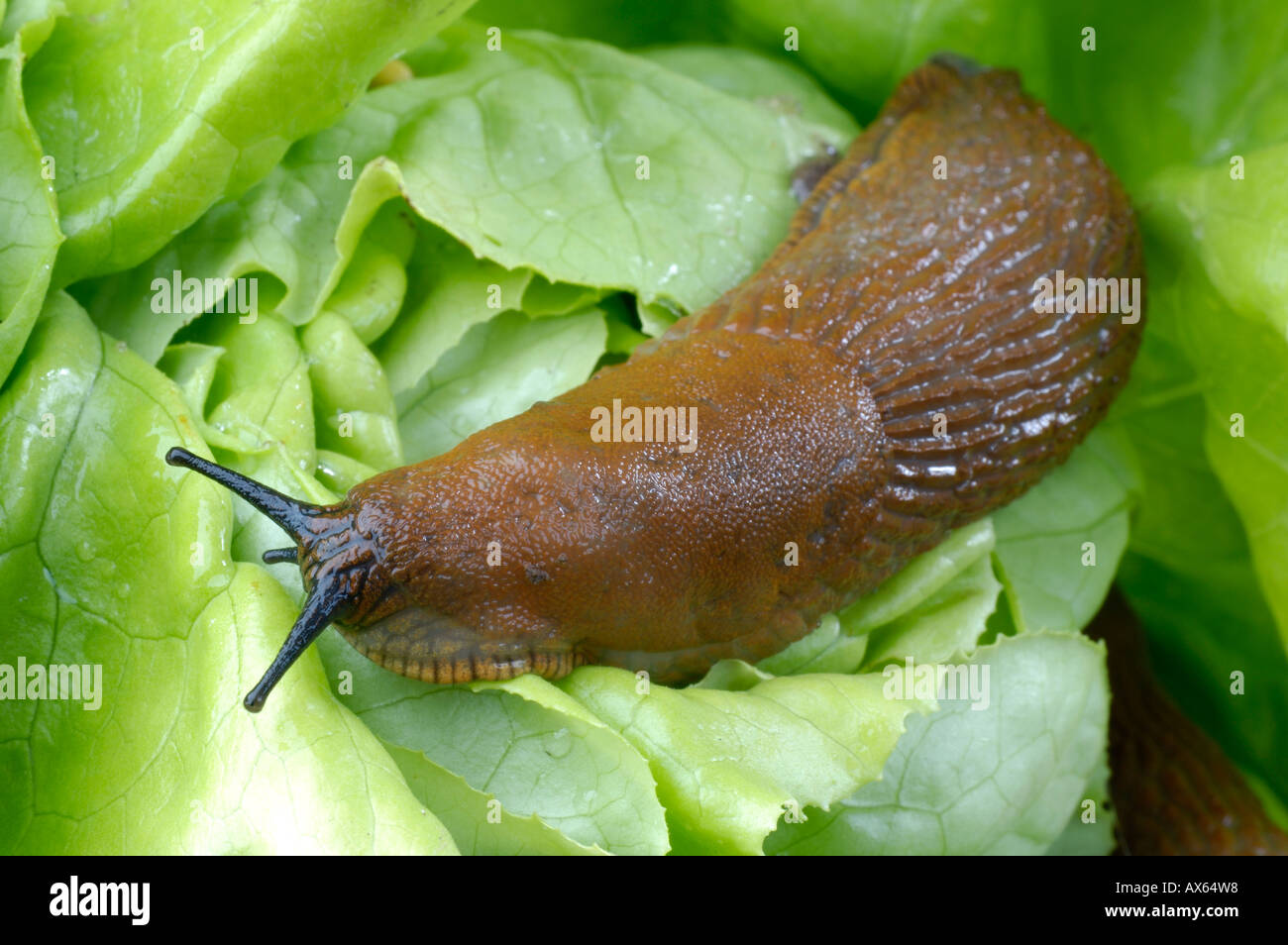 Spanish Slug Stock Photo - Alamy