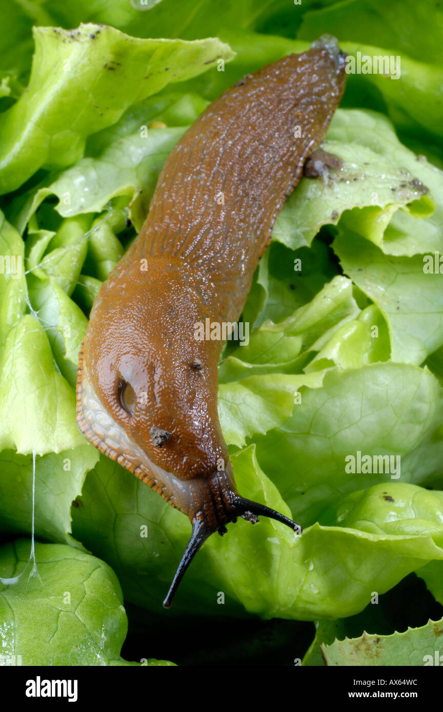 Spanish Slug Stock Photo - Alamy