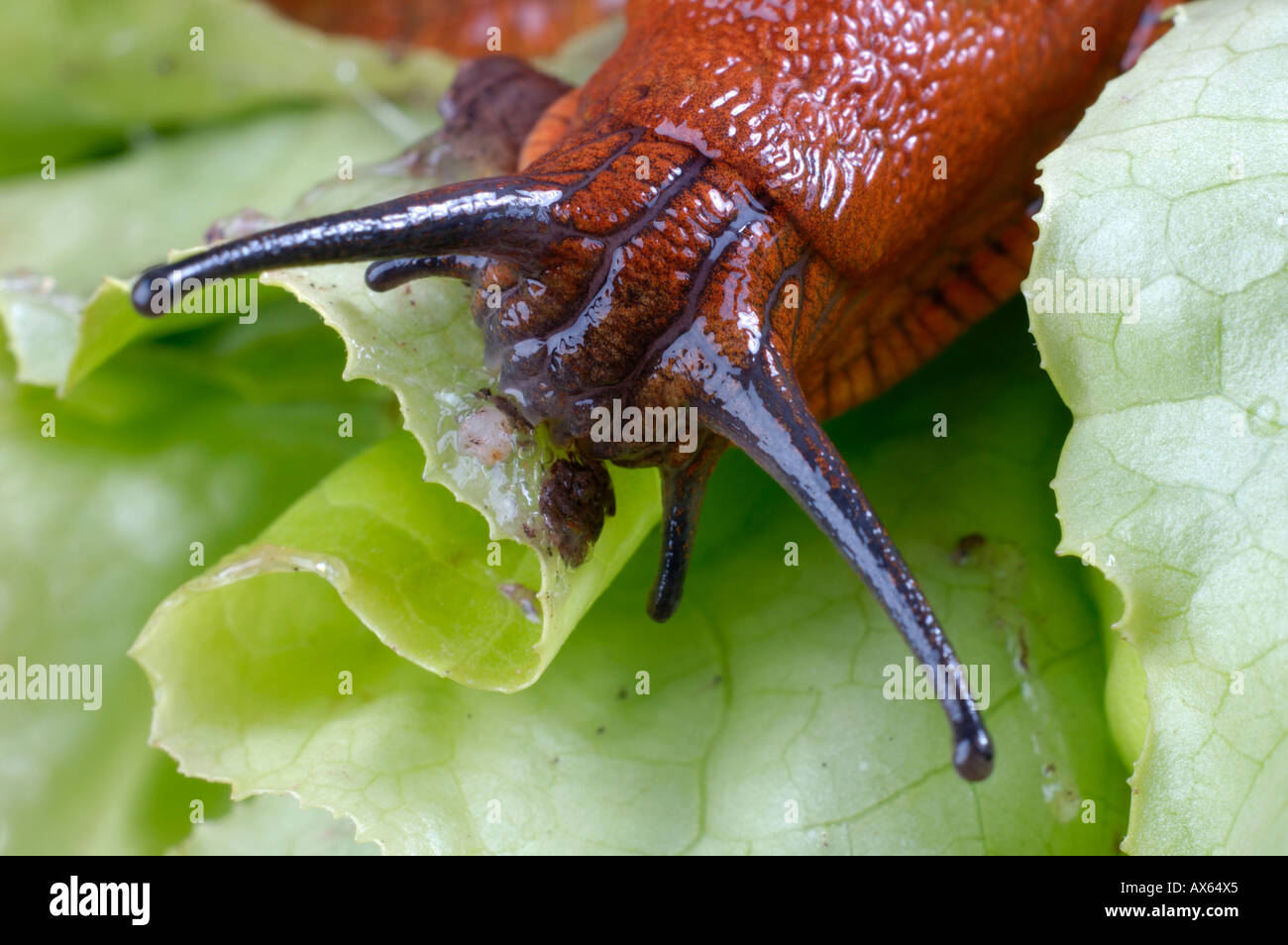 Spanish Slug Stock Photo - Alamy