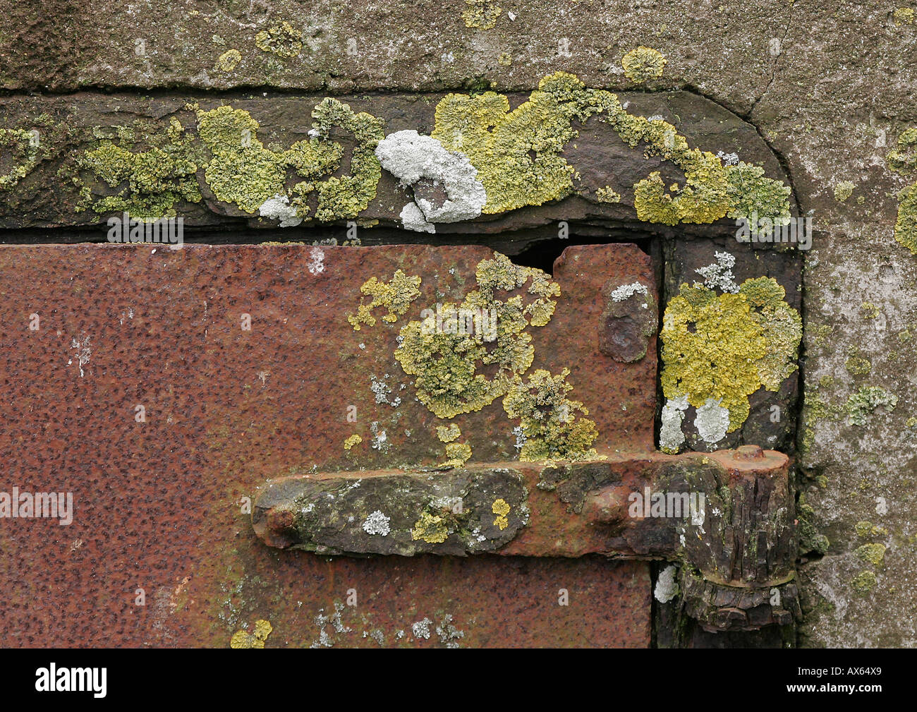 Lichen on stone and steel Stock Photo - Alamy