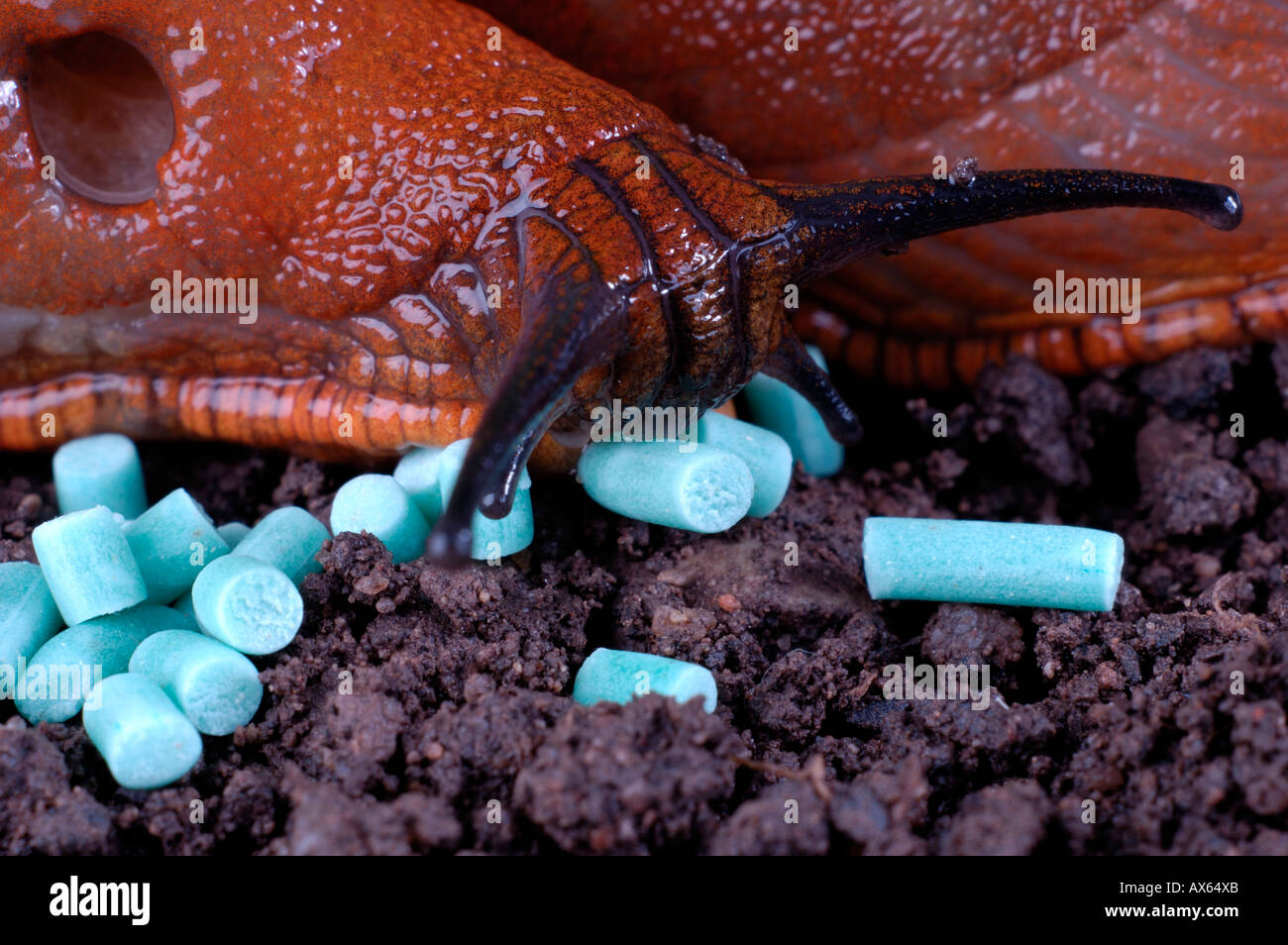 Spanish Slug Stock Photo - Alamy