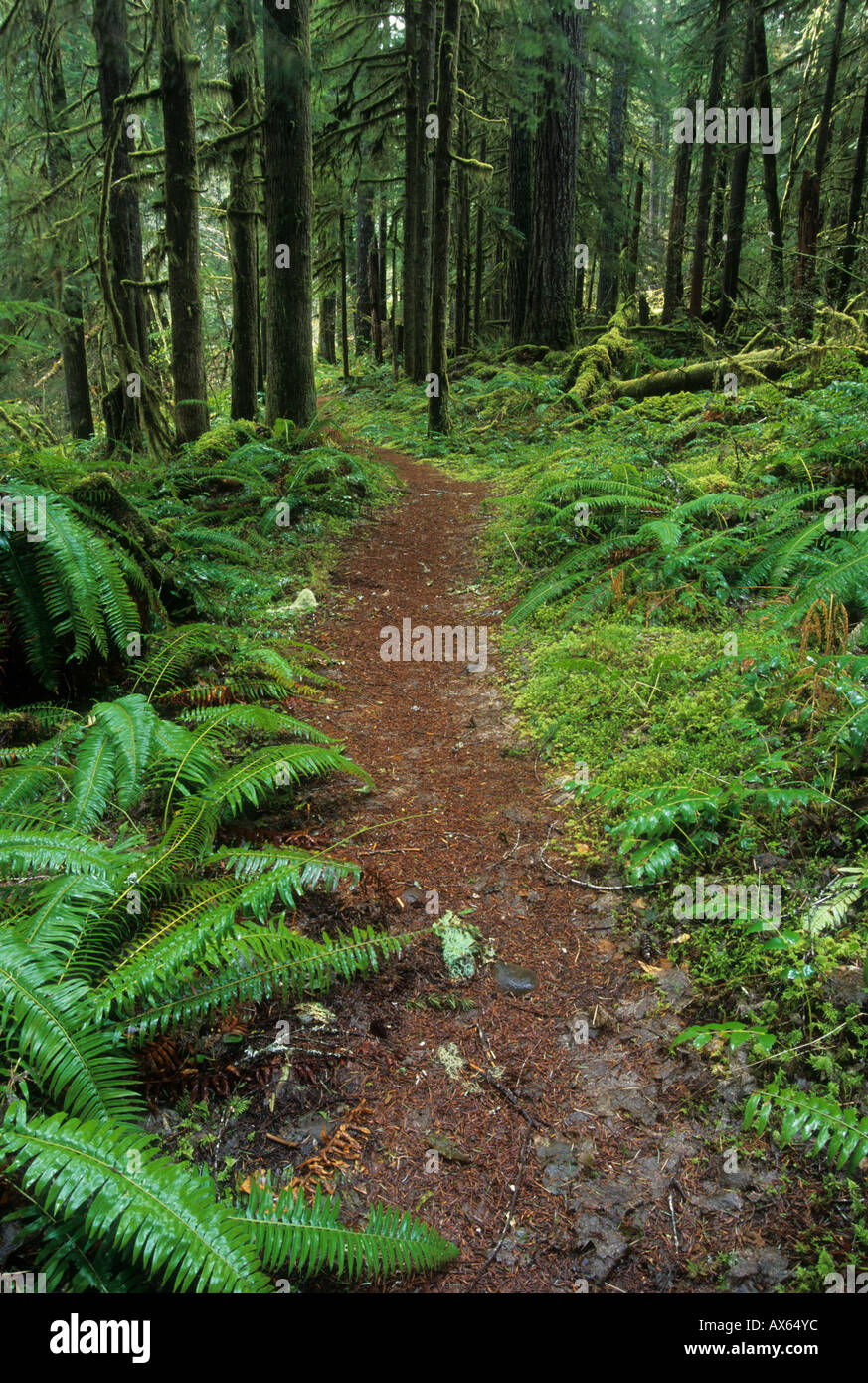 Lewis River Trail in the Gifford Pinchot National Forest Cascade ...