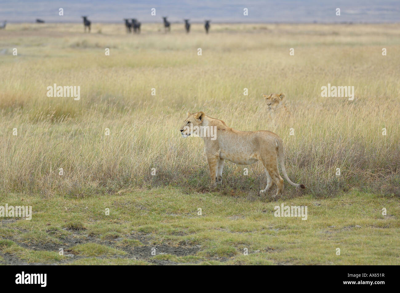 Lion chasing prey hi-res stock photography and images - Alamy