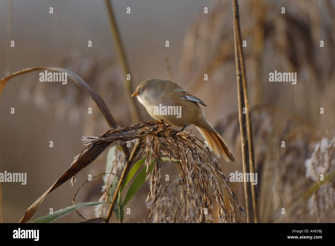 Bartmeise Panurus biarmicus Timaliidae weibchen female Stock Photo - Alamy
