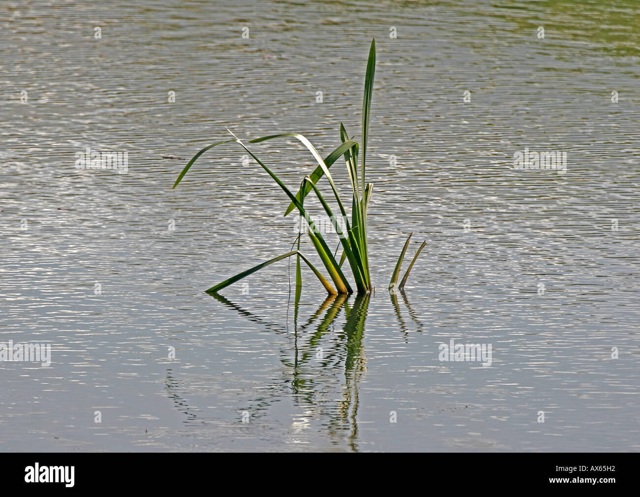 Reeds and water Stock Photo - Alamy
