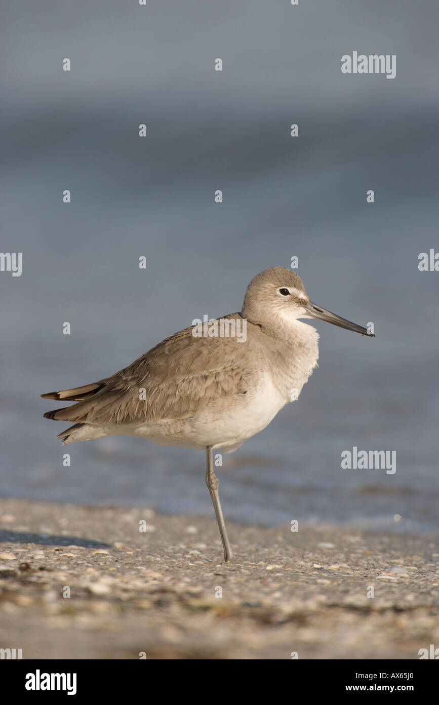 Single willet hi-res stock photography and images - Alamy