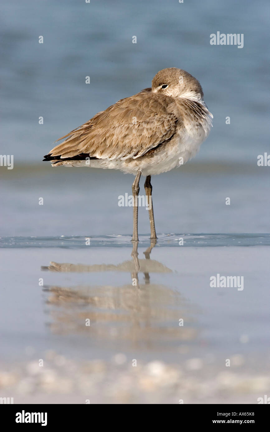 Single willet hi-res stock photography and images - Alamy