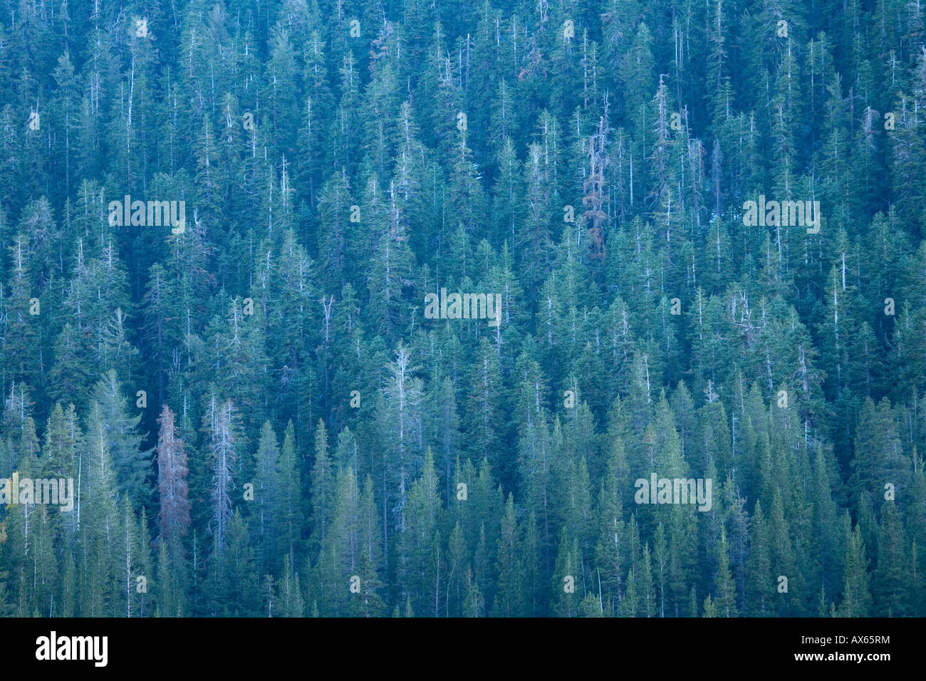 Scenic image of evergreen trees Stock Photo - Alamy