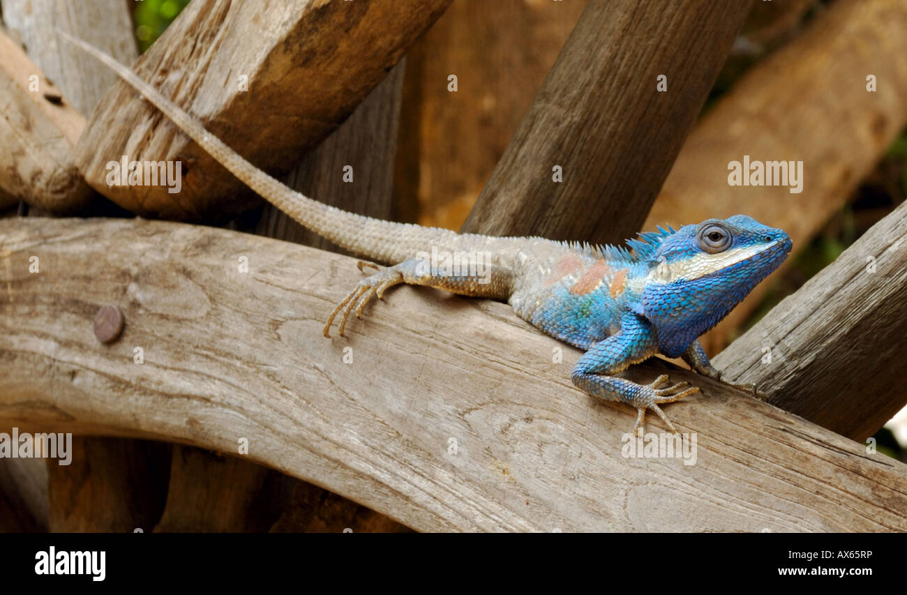 Headed lizard hi-res stock photography and images - Alamy