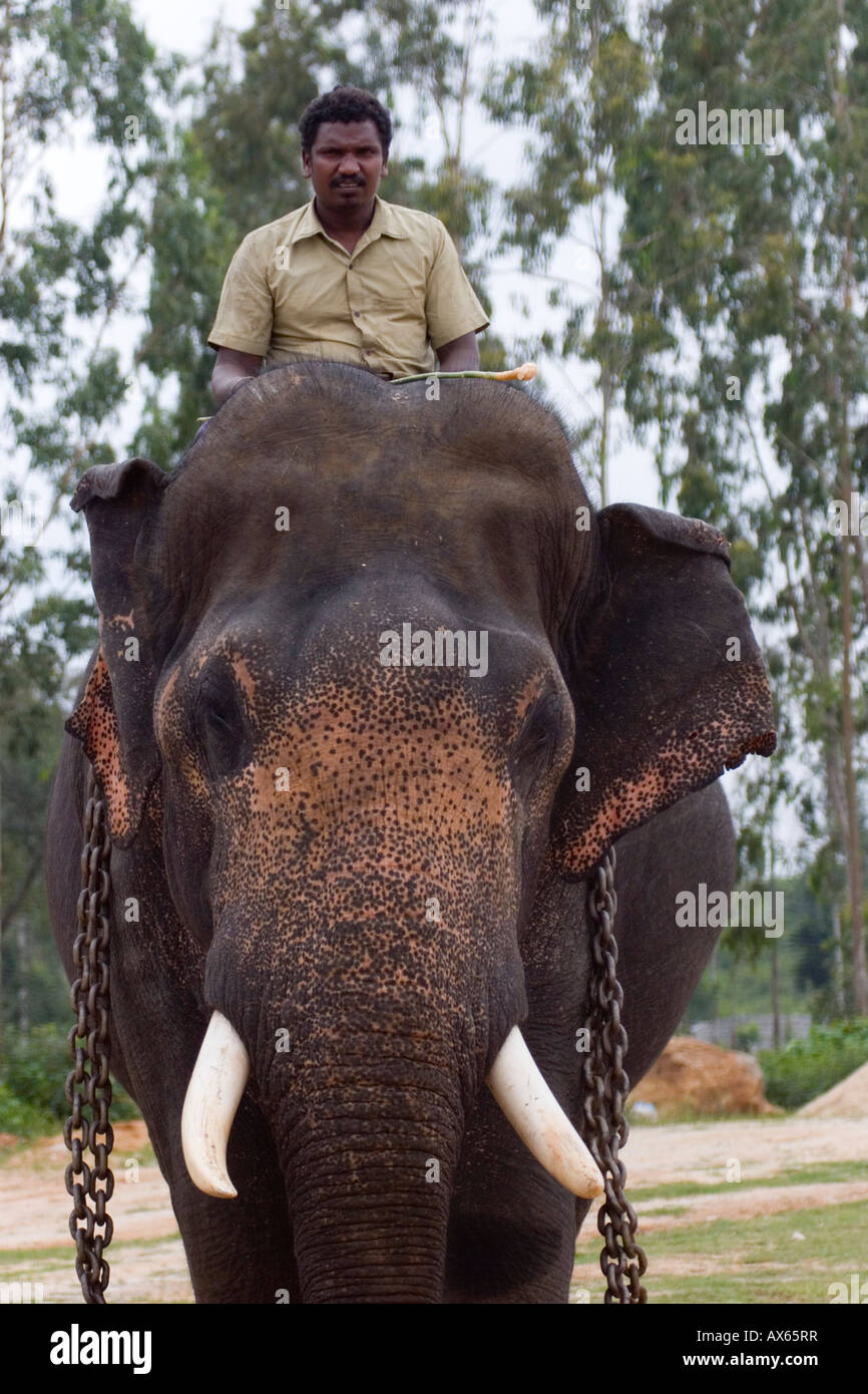 Zoo keeper riding on the back of an adult male bull elephant Stock ...