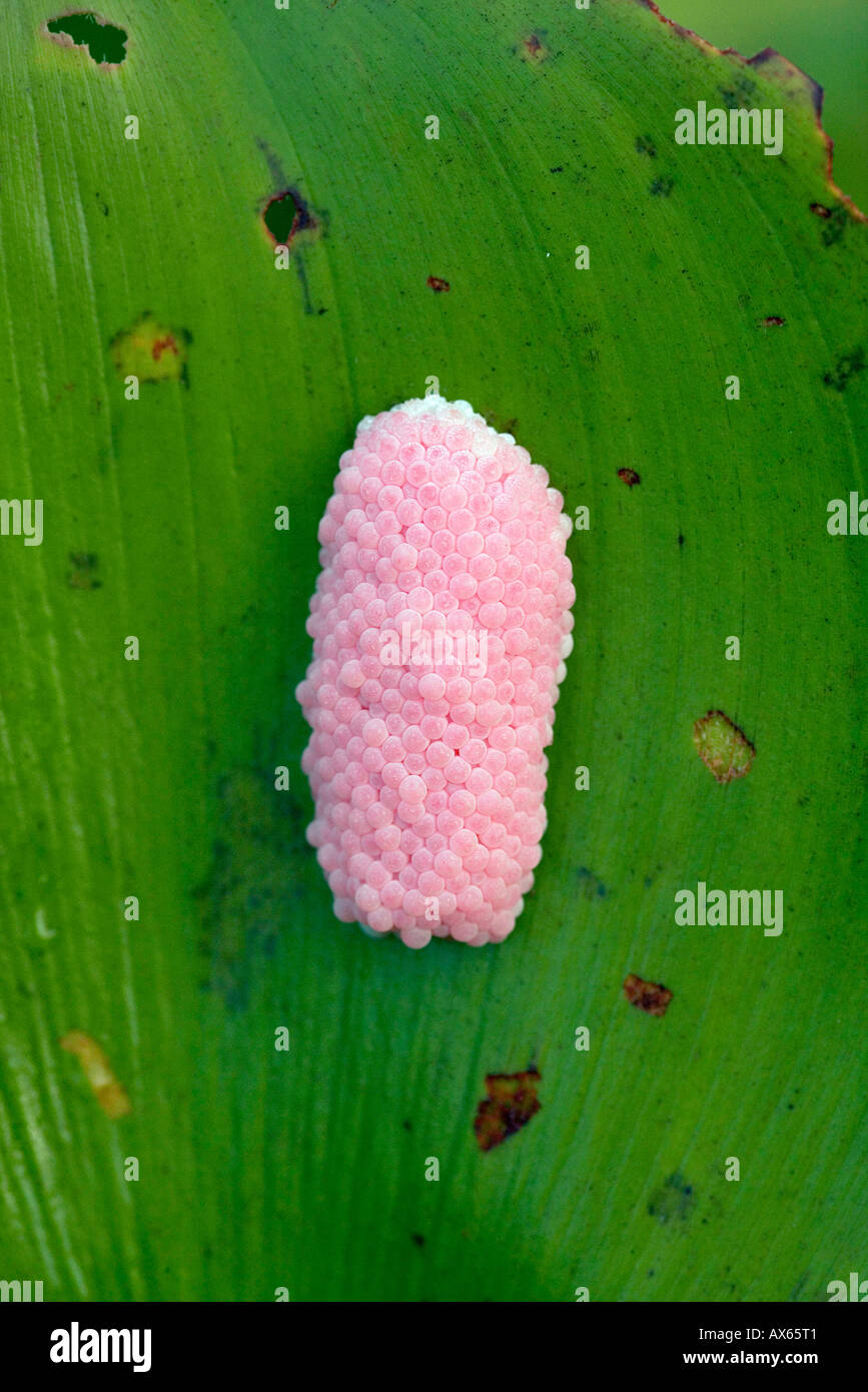 Apple snail pantanal hi-res stock photography and images - Alamy