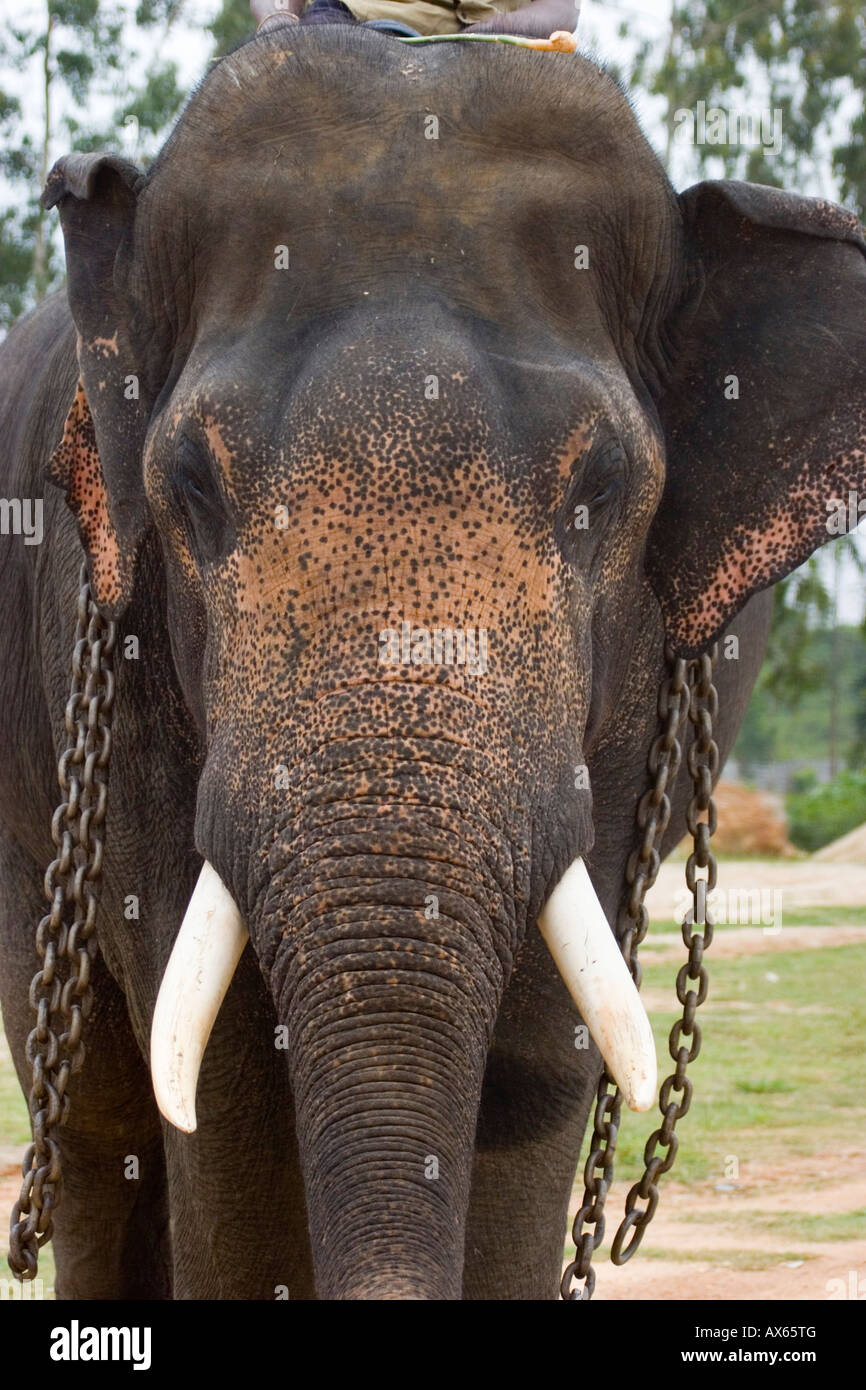 Tied elephant hi-res stock photography and images - Alamy
