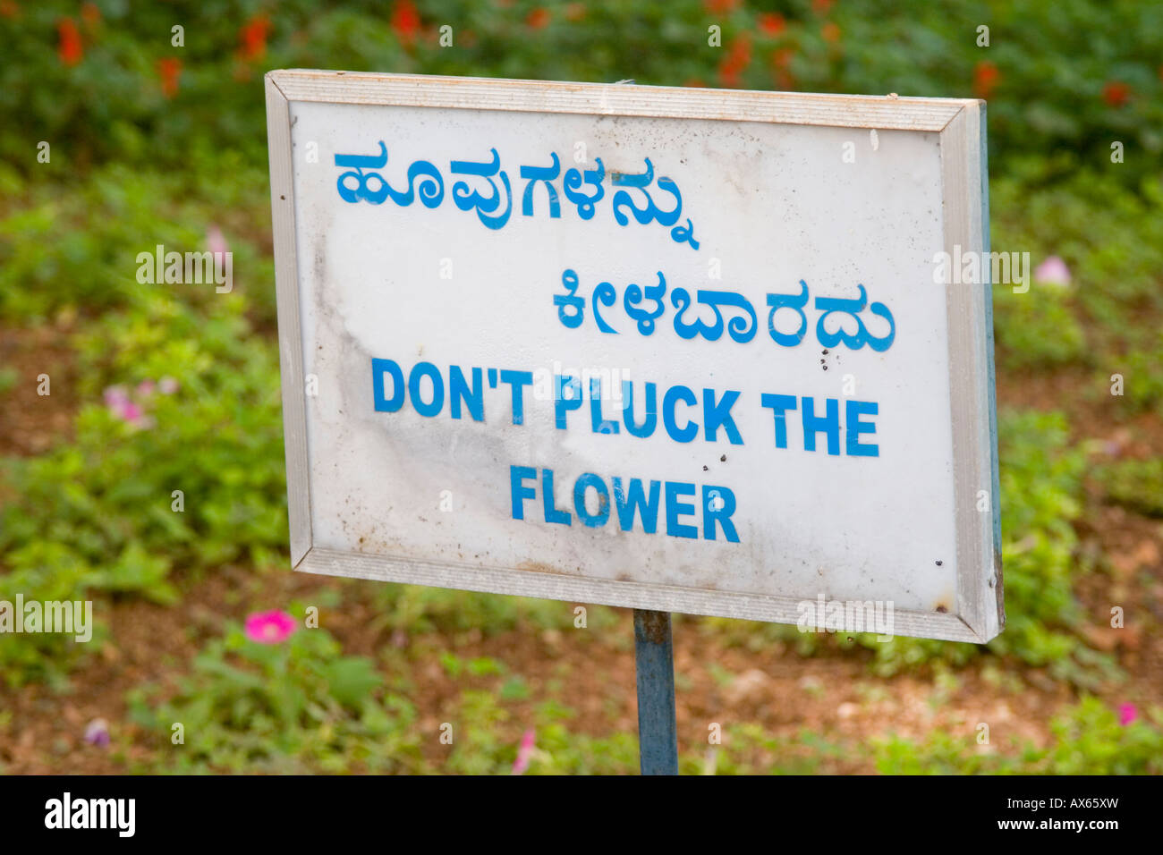 Pluck the flower hi-res stock photography and images - Alamy