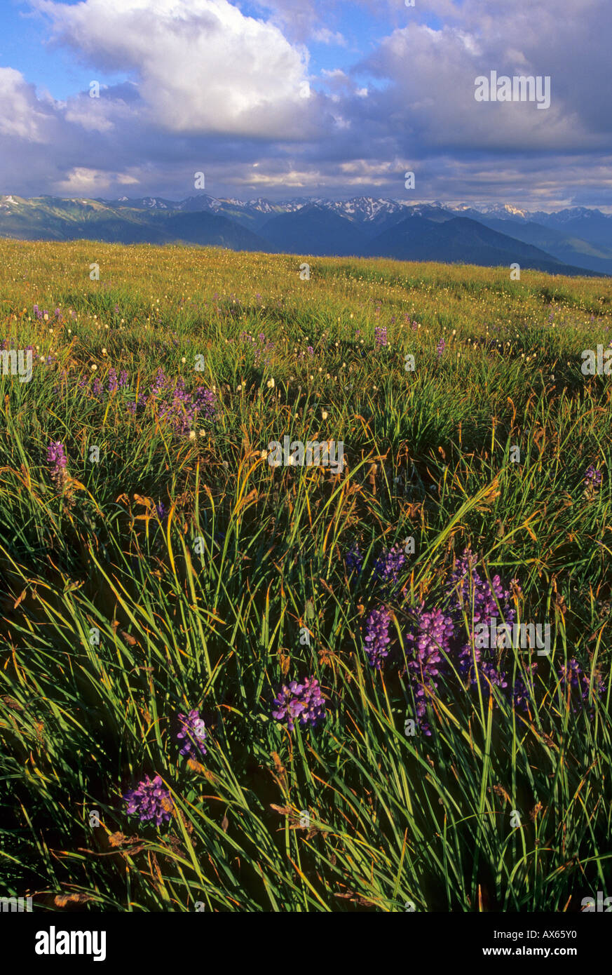 Wildflowers bloom on Hurricane Ridge in Olympic National Park ...