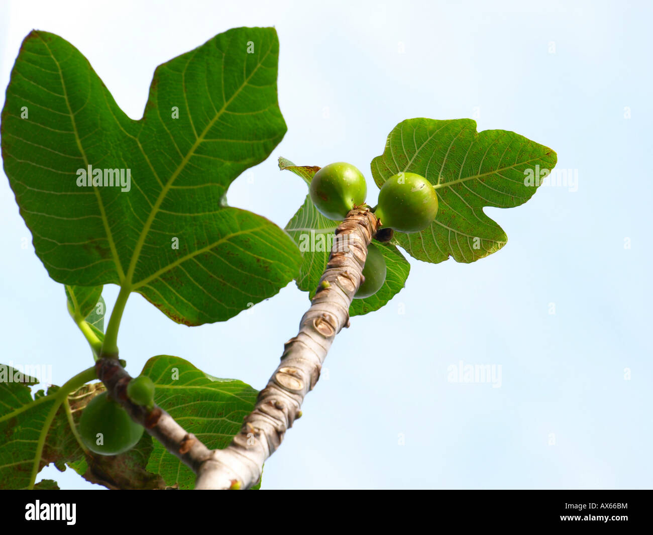 Young Fig On Fig Tree High Resolution Stock Photography and Images - Alamy