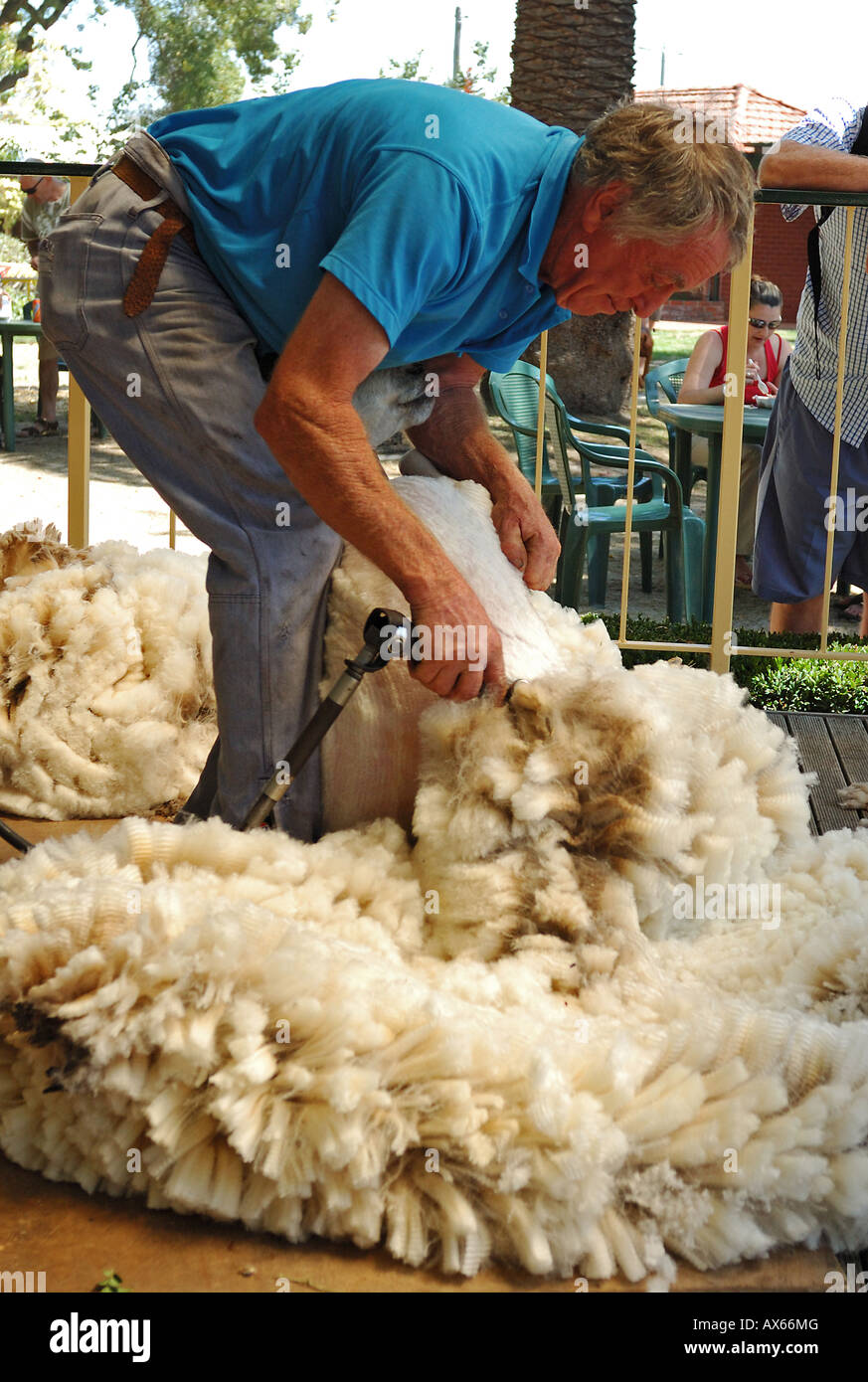 A sheerer sheering a sheep Stock Photo - Alamy