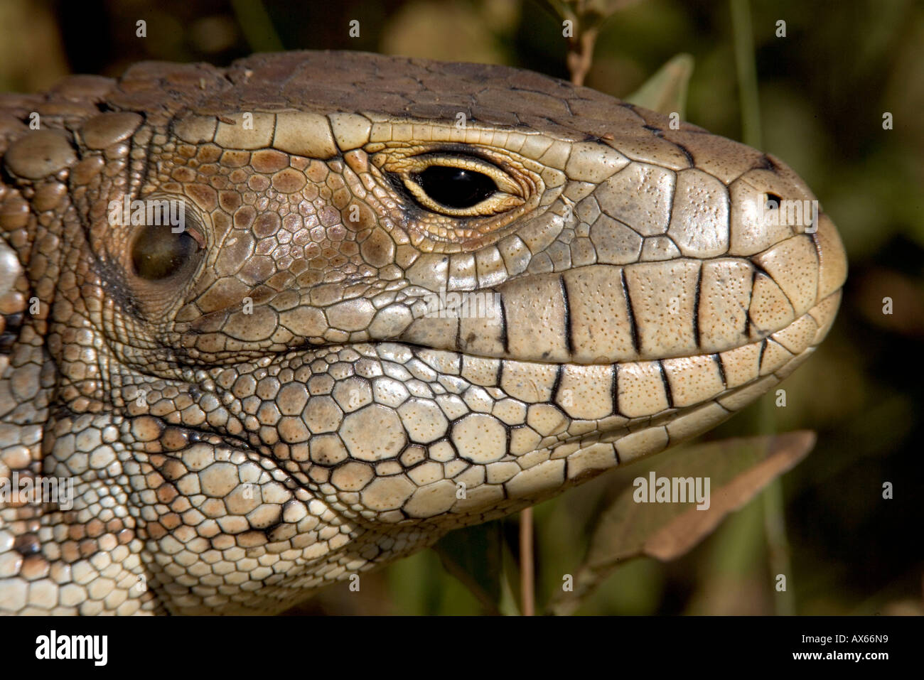 Paraguay Caiman Lizard Stock Photo - Alamy