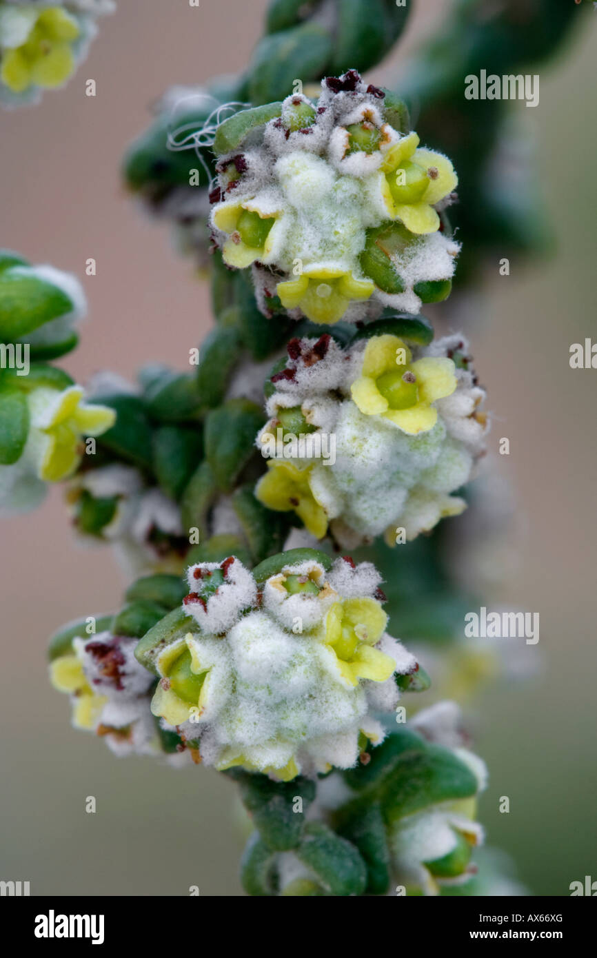 Wild flower, Valencia Spain Stock Photo - Alamy