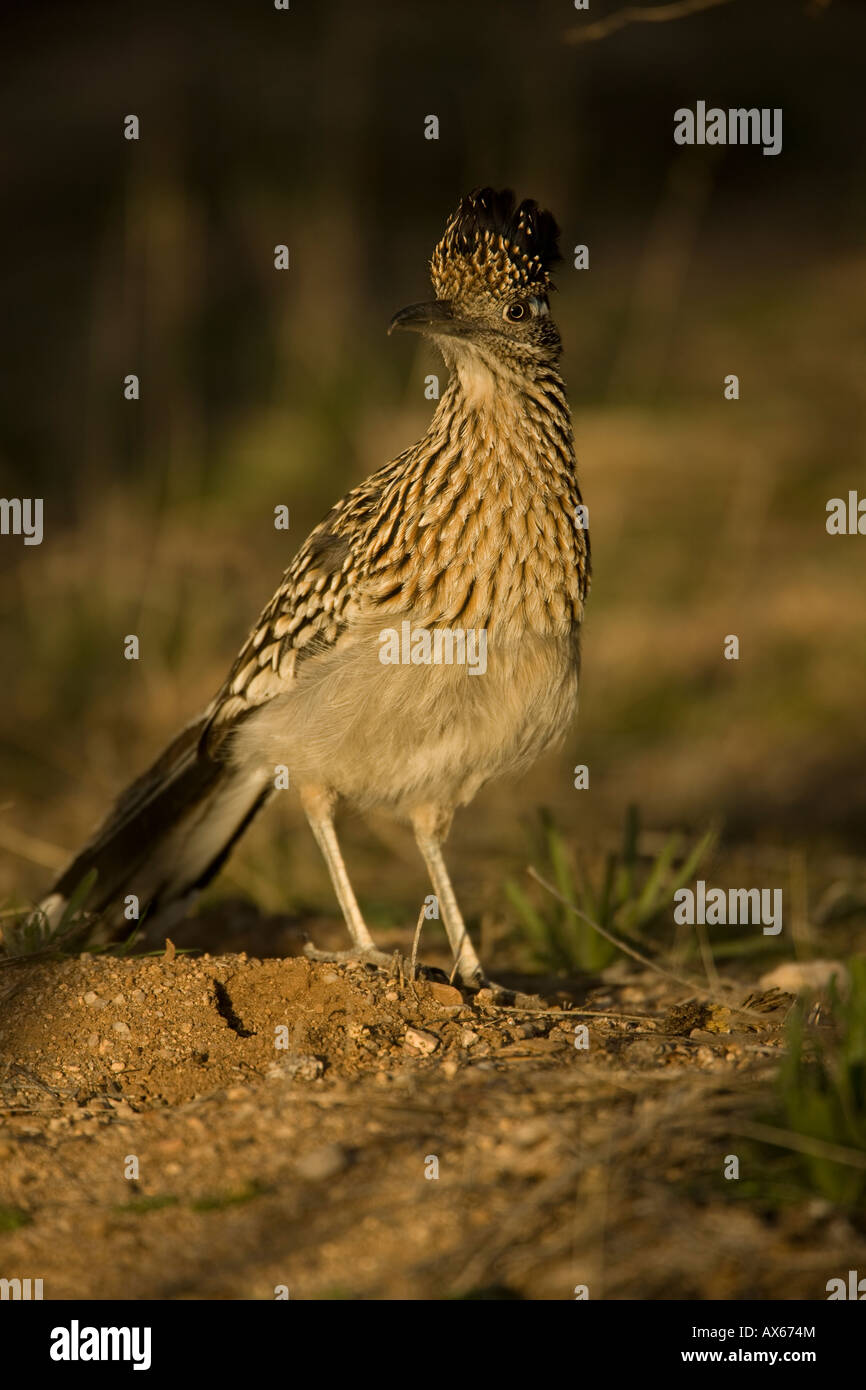 Greater Roadrunner in Sonoran Desert of Arizona Stock Photo - Alamy