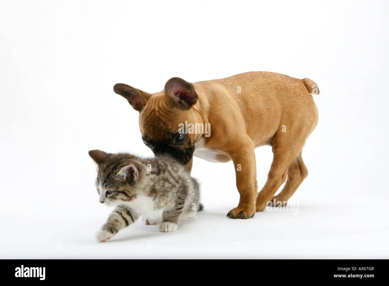 French Bulldog and Domestic Cat Stock Photo - Alamy