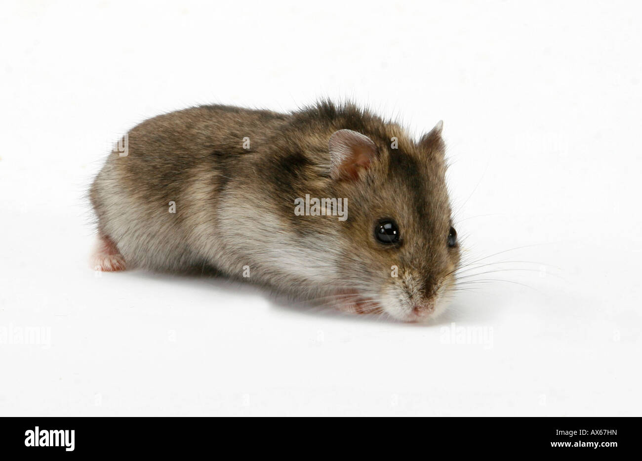Russian Dwarf Hamster Stock Photo - Alamy