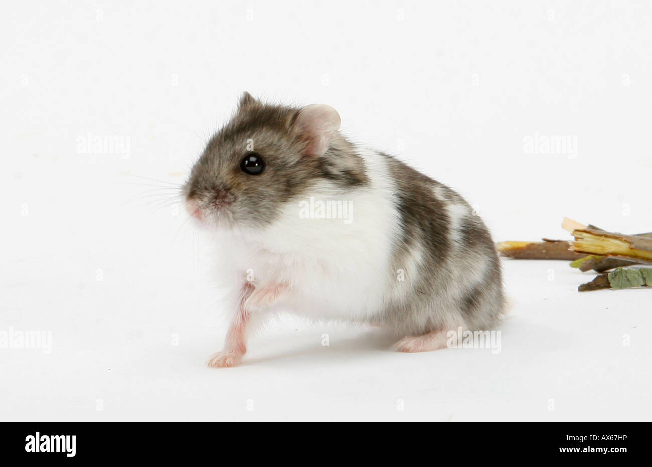 Russian Dwarf Hamster Stock Photo - Alamy