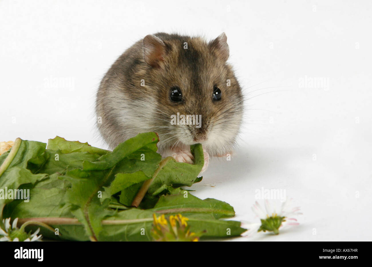 Russian dwarf hamster hi-res stock photography and images - Alamy