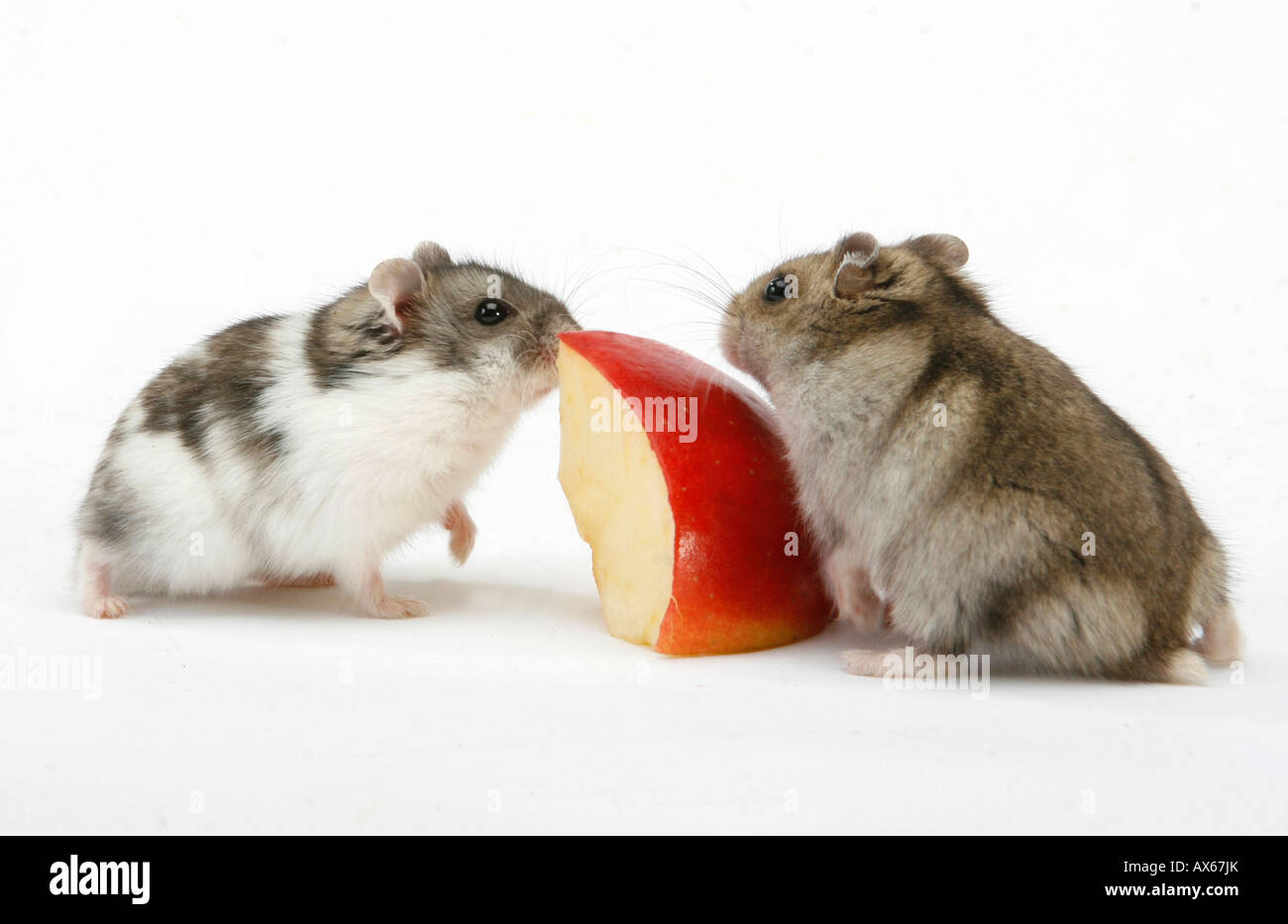 Russian Dwarf Hamster Stock Photo - Alamy