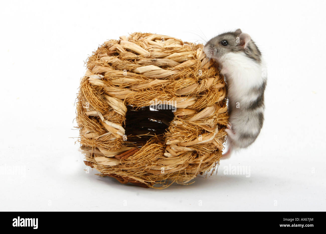 Russian Dwarf Hamster Stock Photo - Alamy